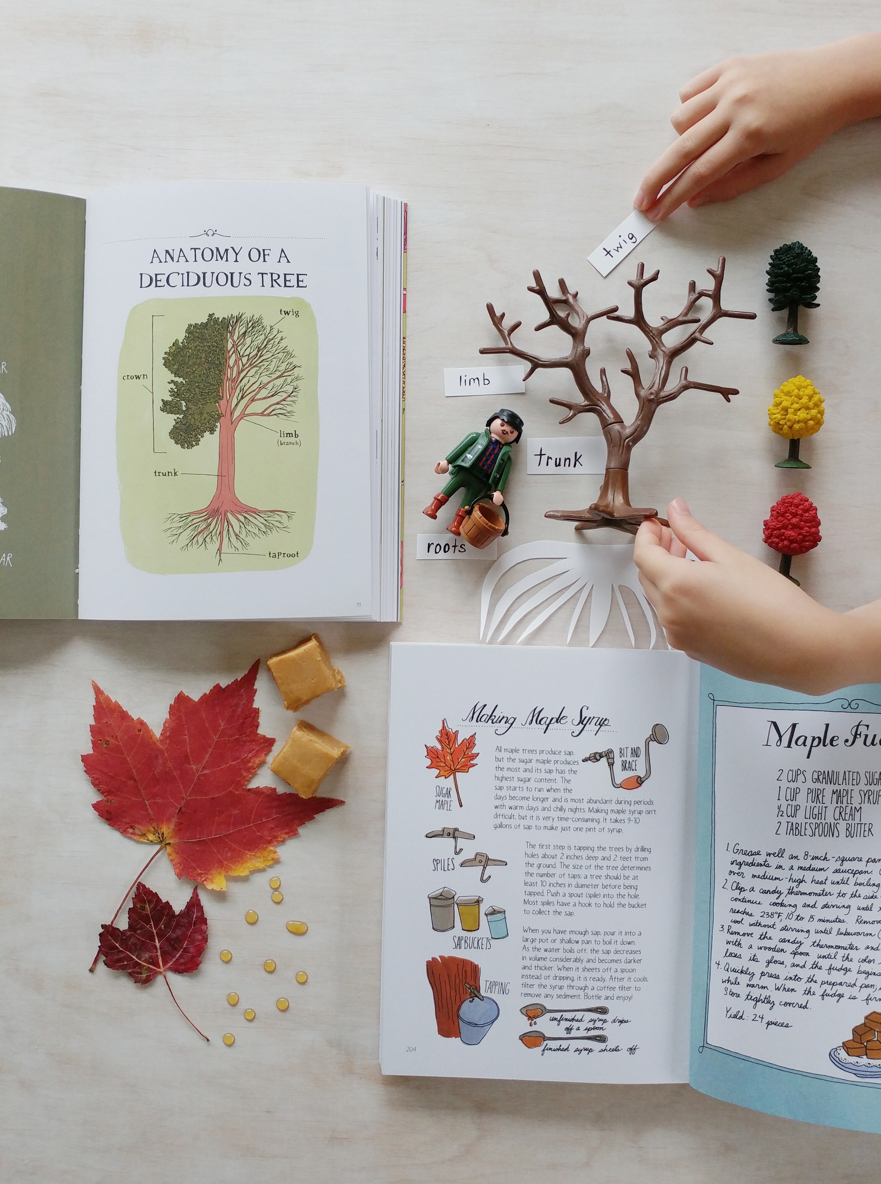 HomeSchool Early Learning Lesson - Trees | Reaching Happy